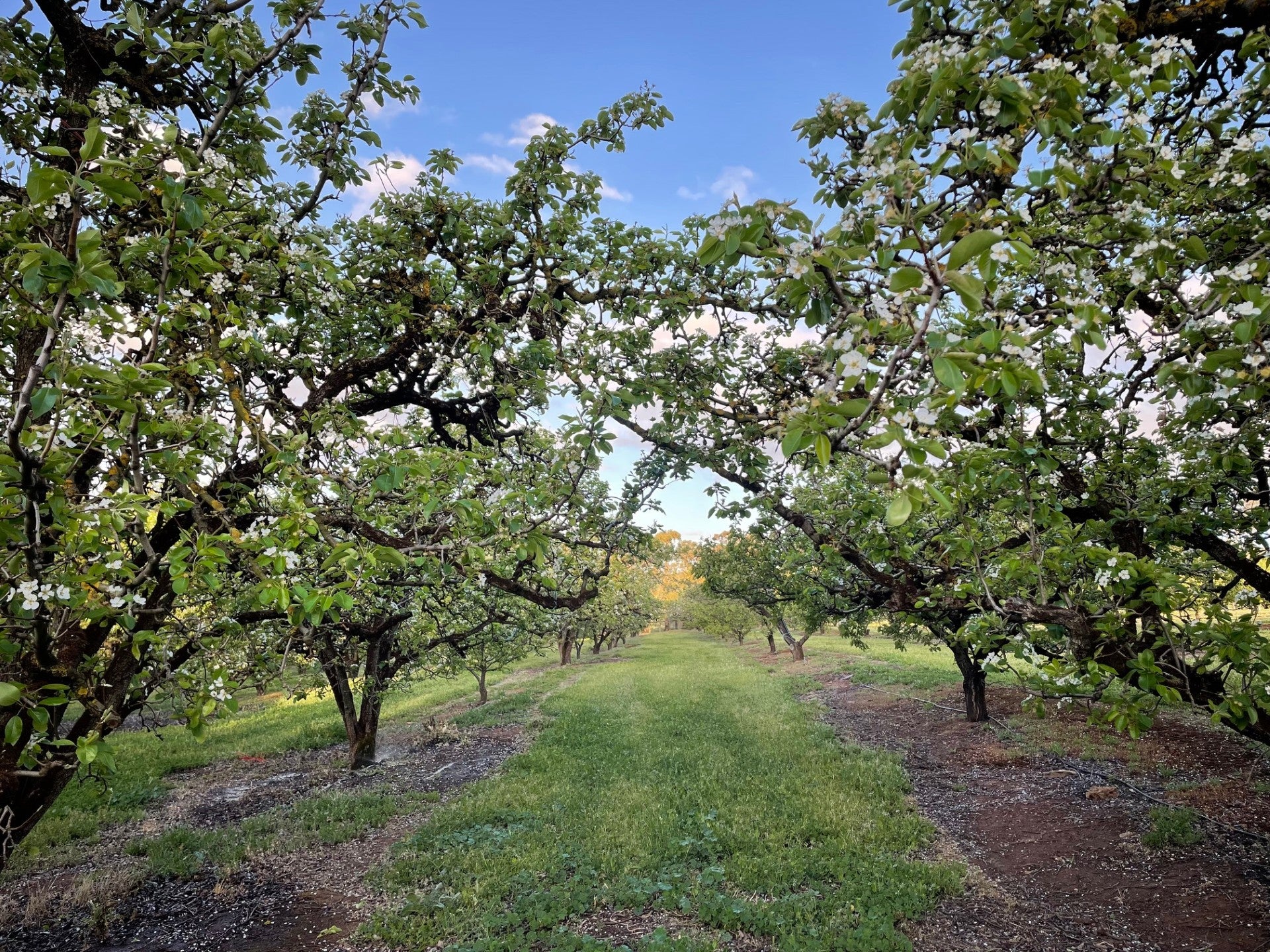About Gully Gardens | Barossa Valley's Heritage Orchard – Gully Gardens ...